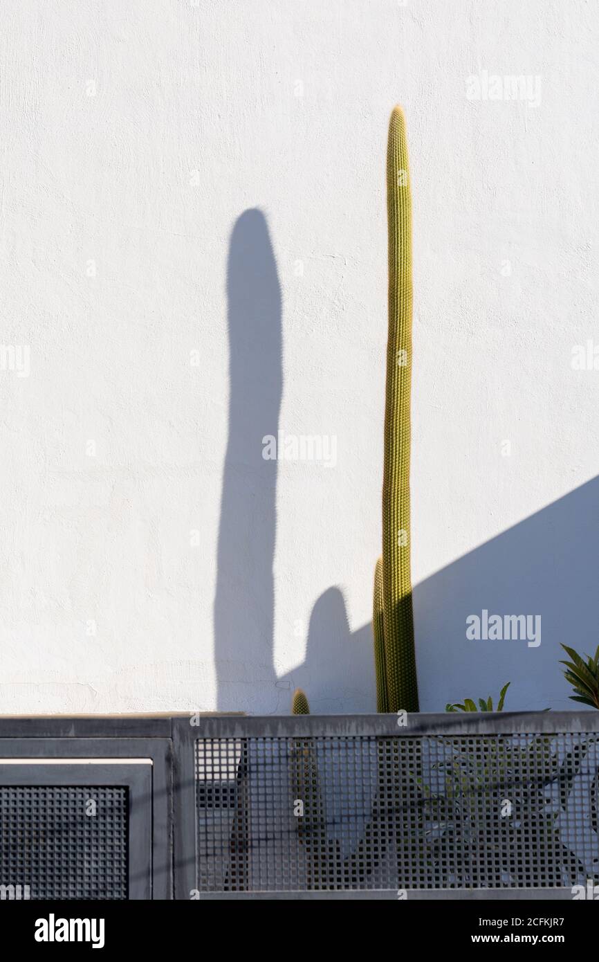 Long green cactus and its shadow on a rough white wall Stock Photo - Alamy