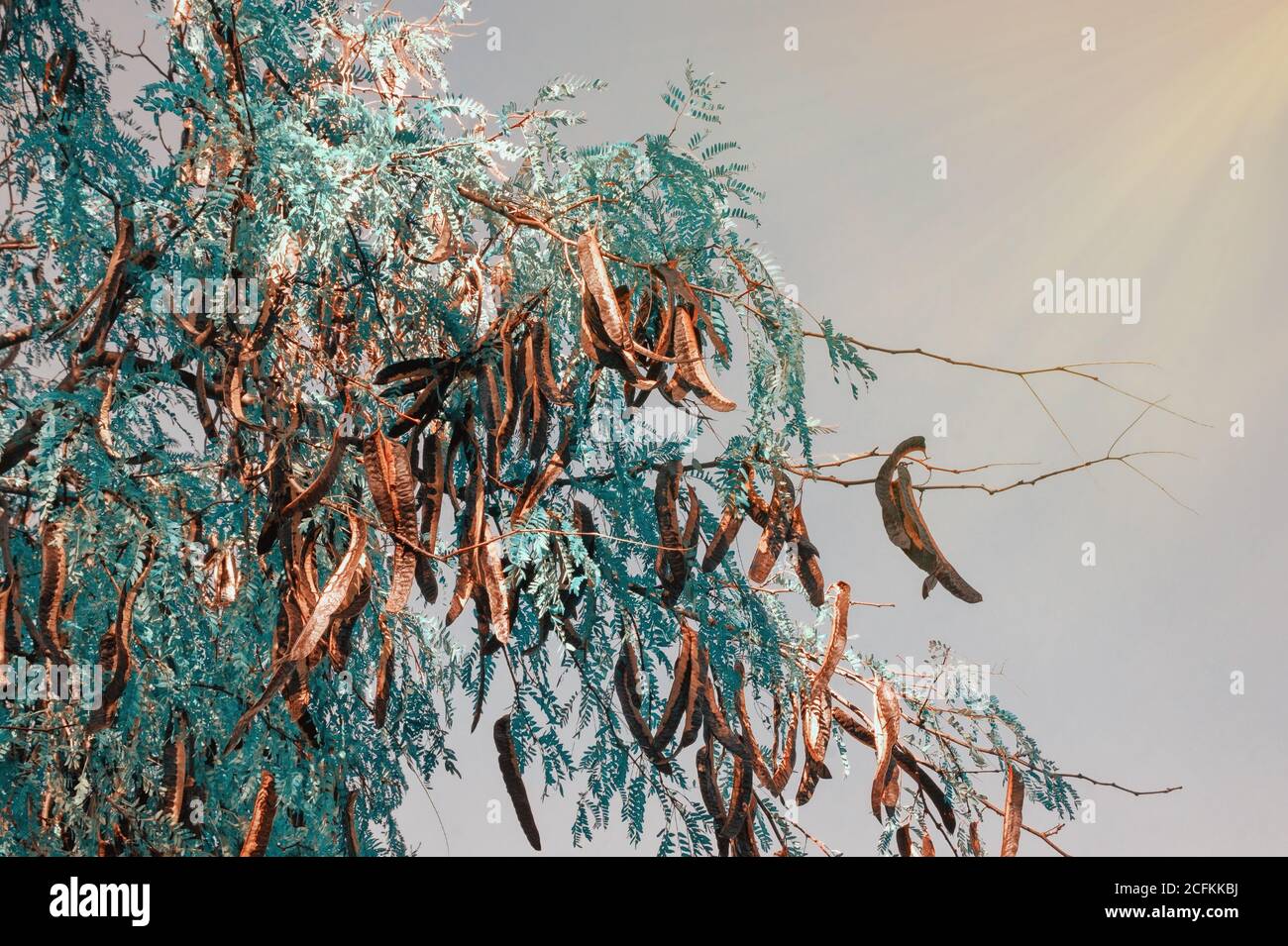 Branches of Honey locust (Gleditsia triacanthos) tree with leaves and ...