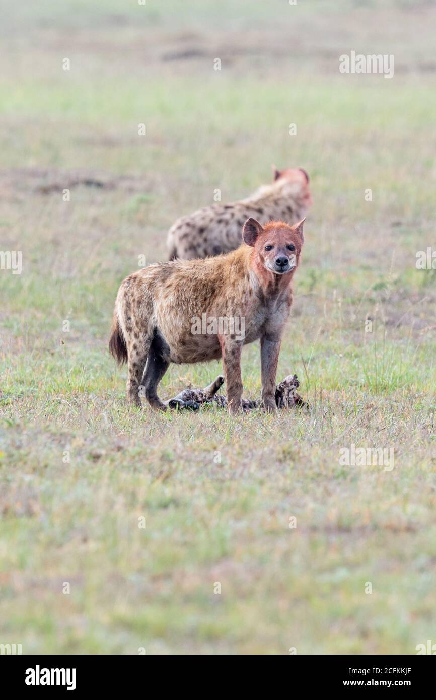 Spotted hyena with zebra leg in Kenya, Africa Stock Photo - Alamy