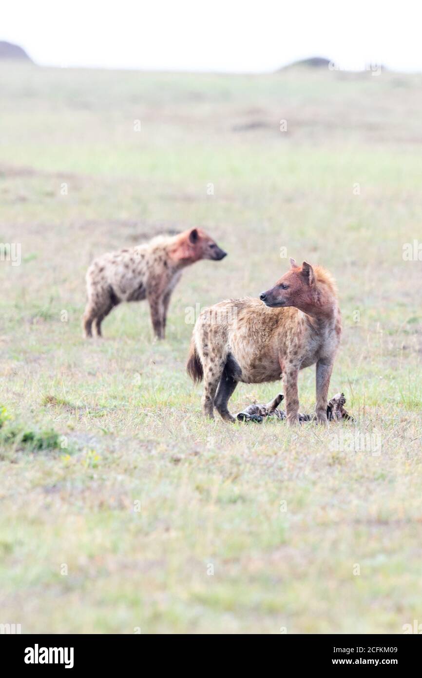 Spotted hyena with zebra leg in Kenya, Africa Stock Photo - Alamy