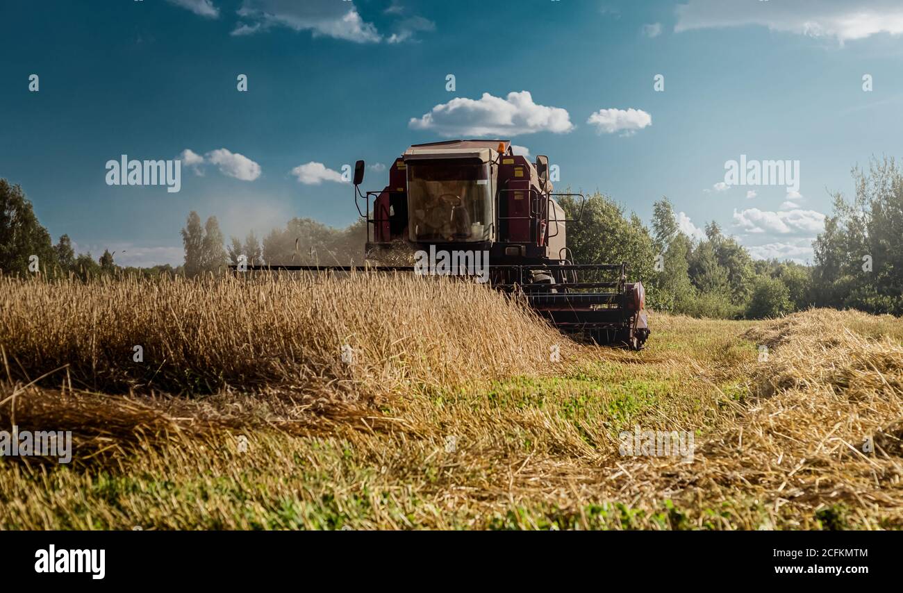 Harvesting rye with special equipment harvester Stock Photo - Alamy