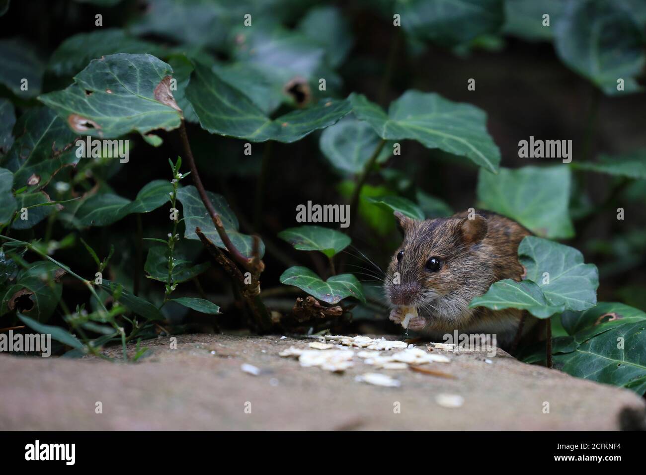 A field mouse in the wild.Apodemus agrarius Stock Photo - Alamy
