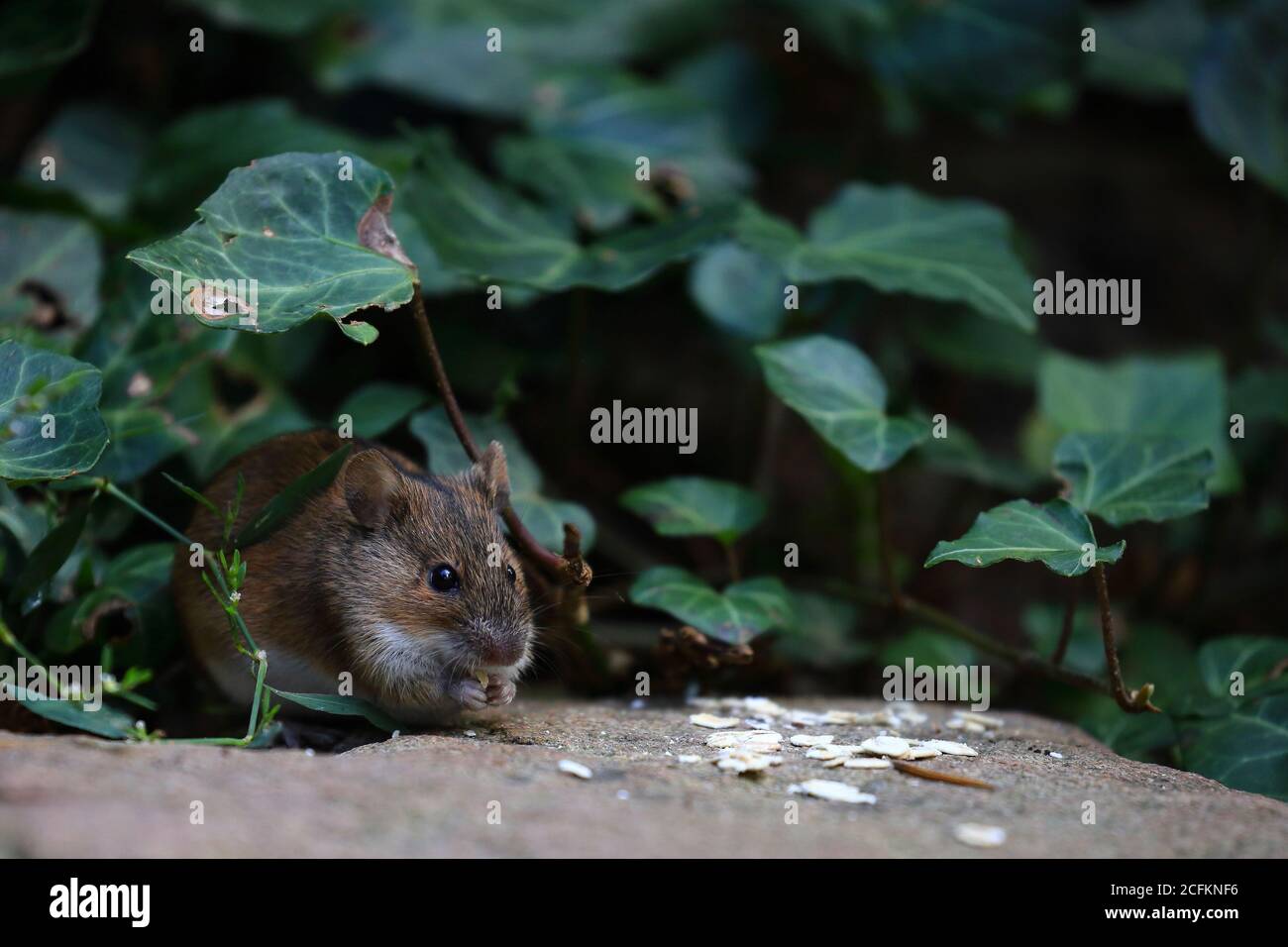 A field mouse in the wild.Apodemus agrarius Stock Photo - Alamy