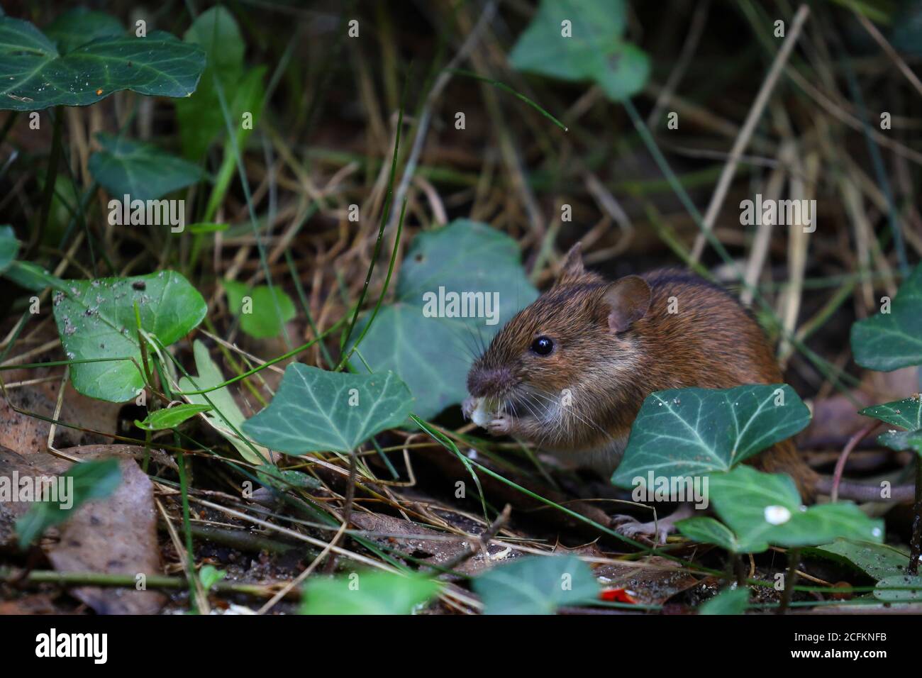 Wild field mouse apodemus agrarius hi-res stock photography and images ...