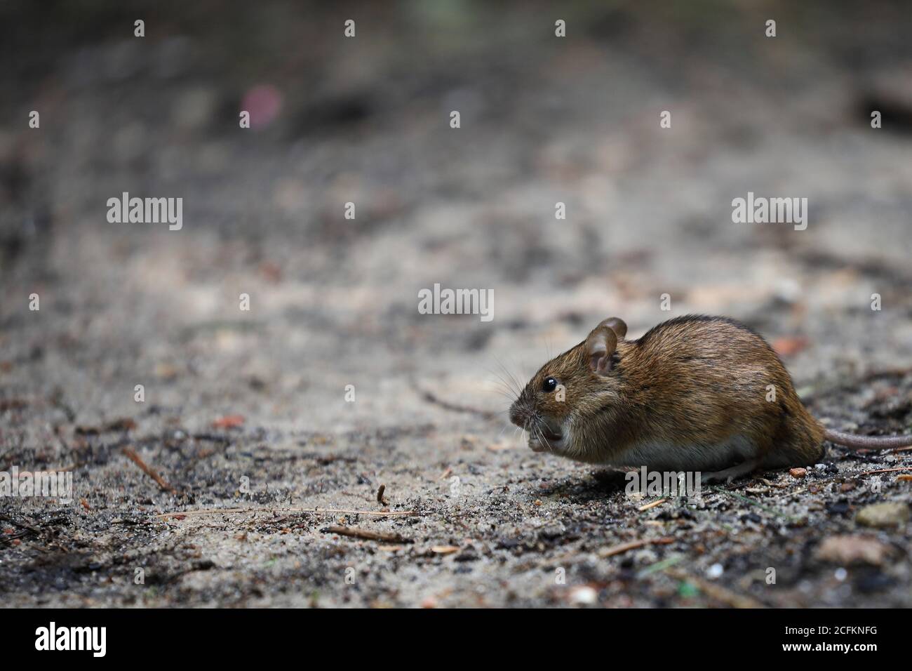 A field mouse in the wild.Apodemus agrarius Stock Photo - Alamy