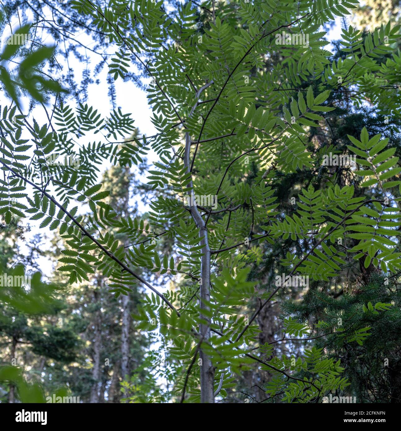 Abstract close up of tree branches and fern foliage Stock Photo - Alamy