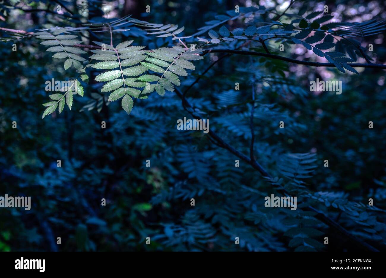 minimal highlighted leaves with dark negative space for background ...