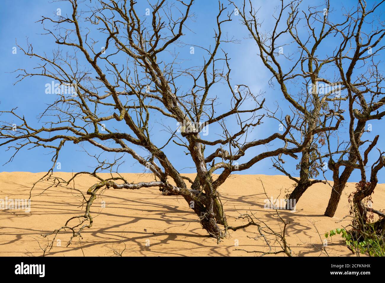 Dead trees in the sand dunes at Indiana Dunes National Shoreline Stock ...