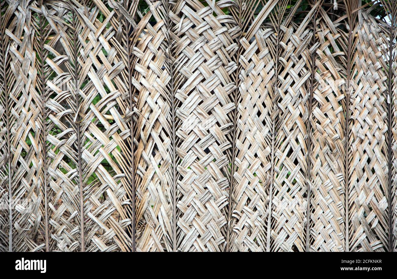 rattan pattern of dry coconut leaf for fencing background at otdoor ...