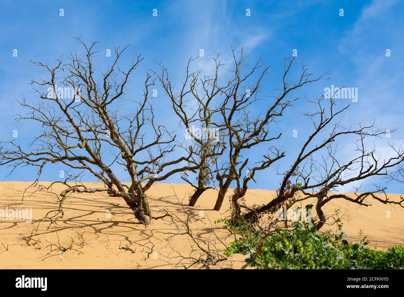 Dead trees in the sand dunes at Indiana Dunes National Shoreline Stock ...