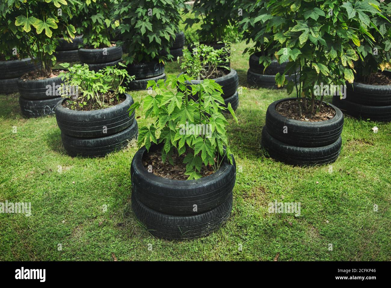 recycle tyre rubber to control tree outdoor garden Stock Photo - Alamy