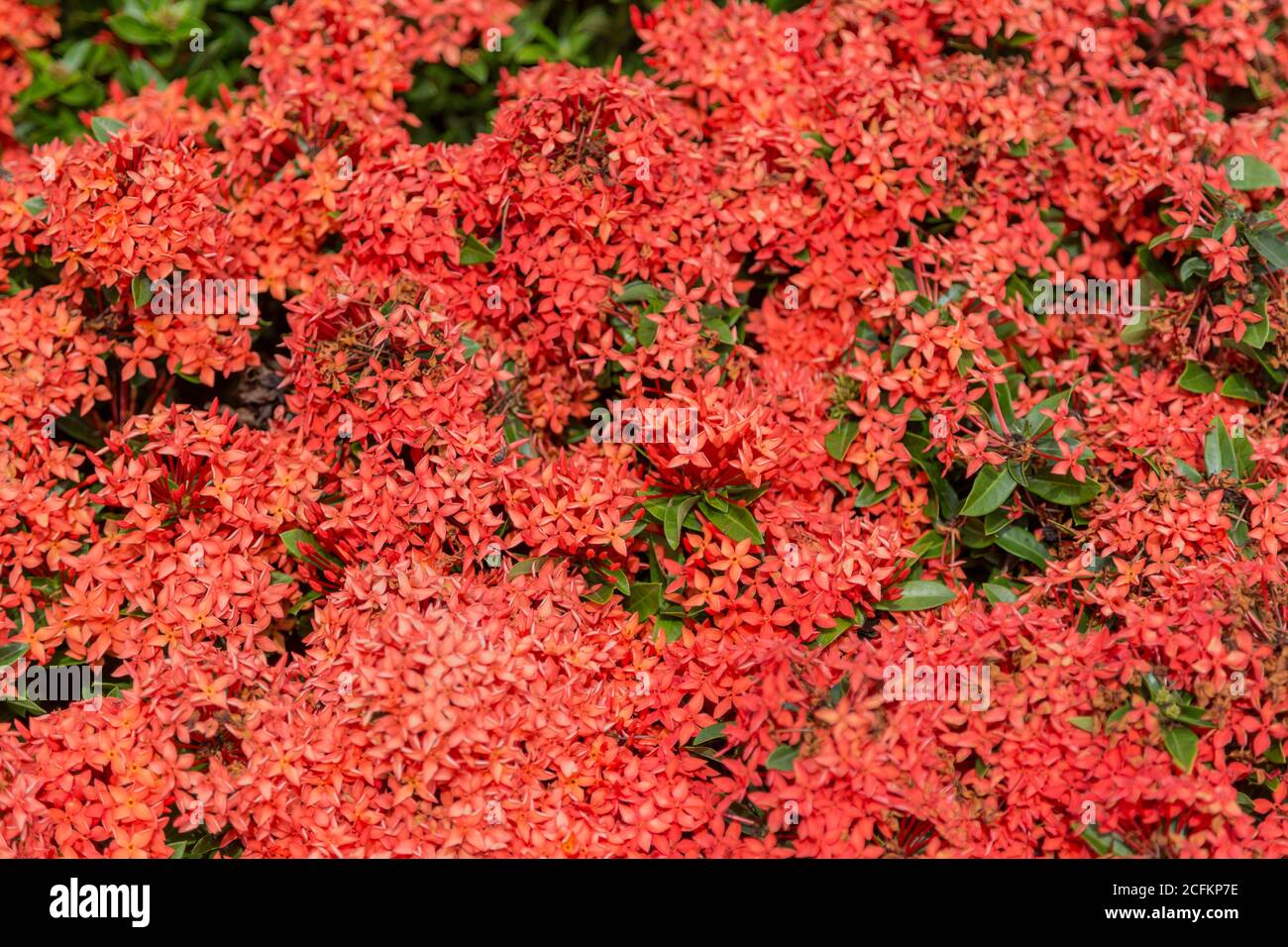 Indian kids in garden hi-res stock photography and images - Alamy