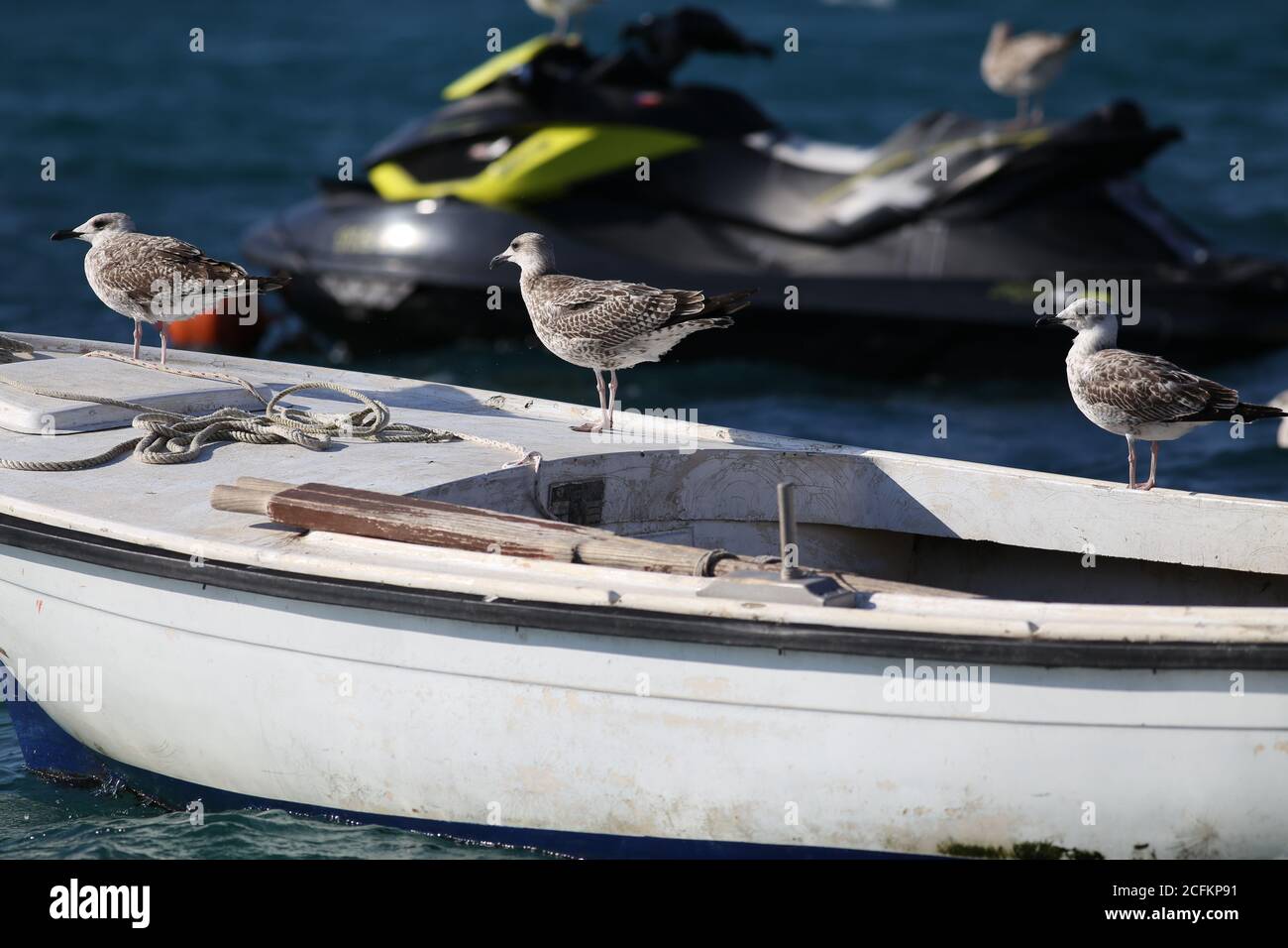 Sea seagull sits on a fishing boat Stock Photo - Alamy