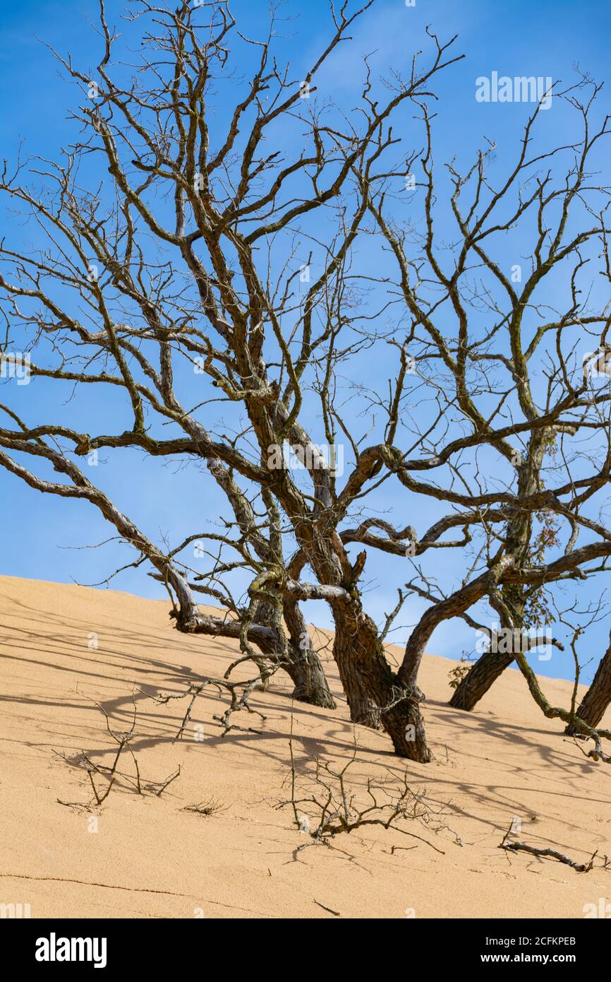 Dead trees in the sand dunes at Indiana Dunes National Shoreline Stock ...