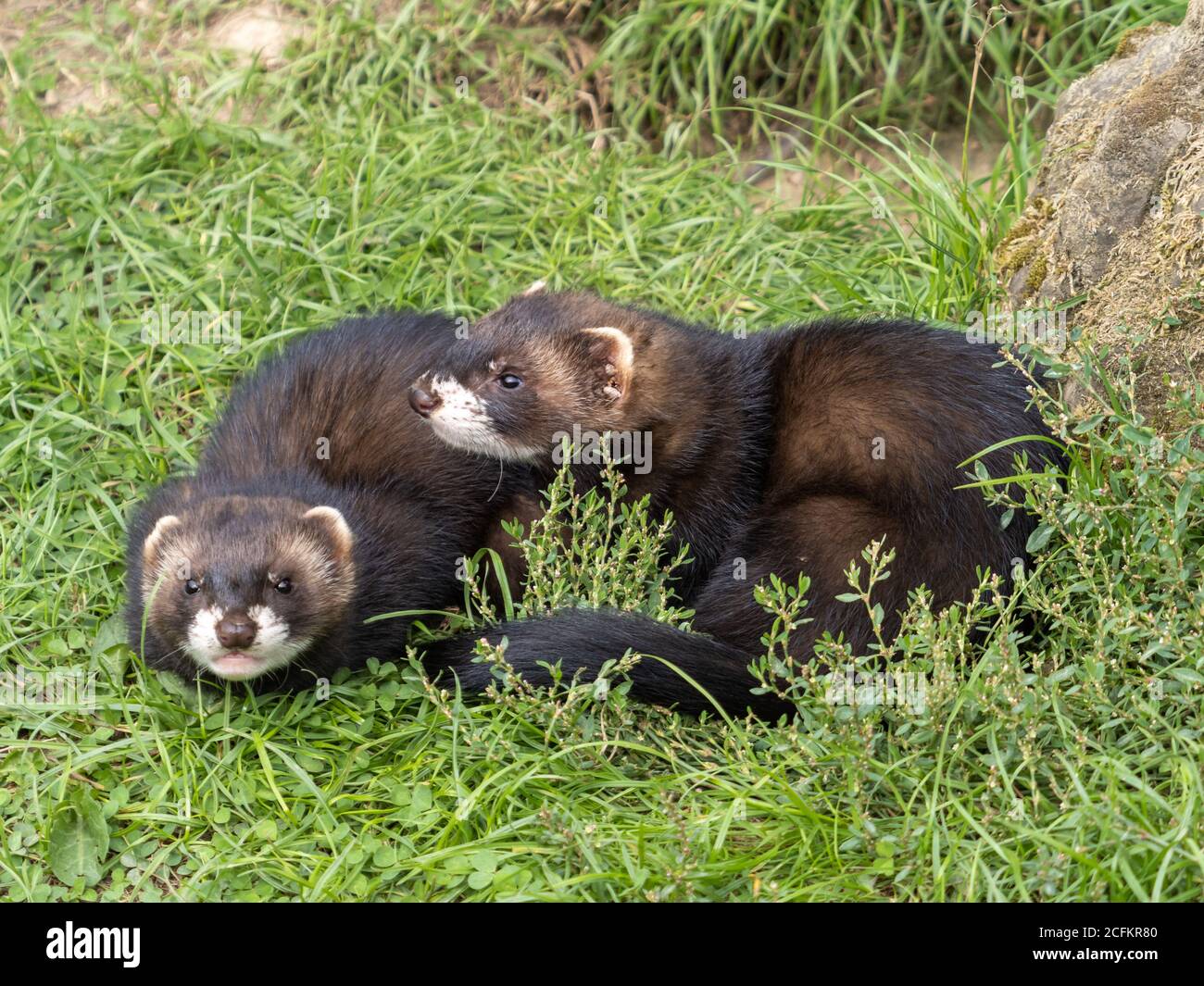 Polecats of the uk hi-res stock photography and images - Alamy