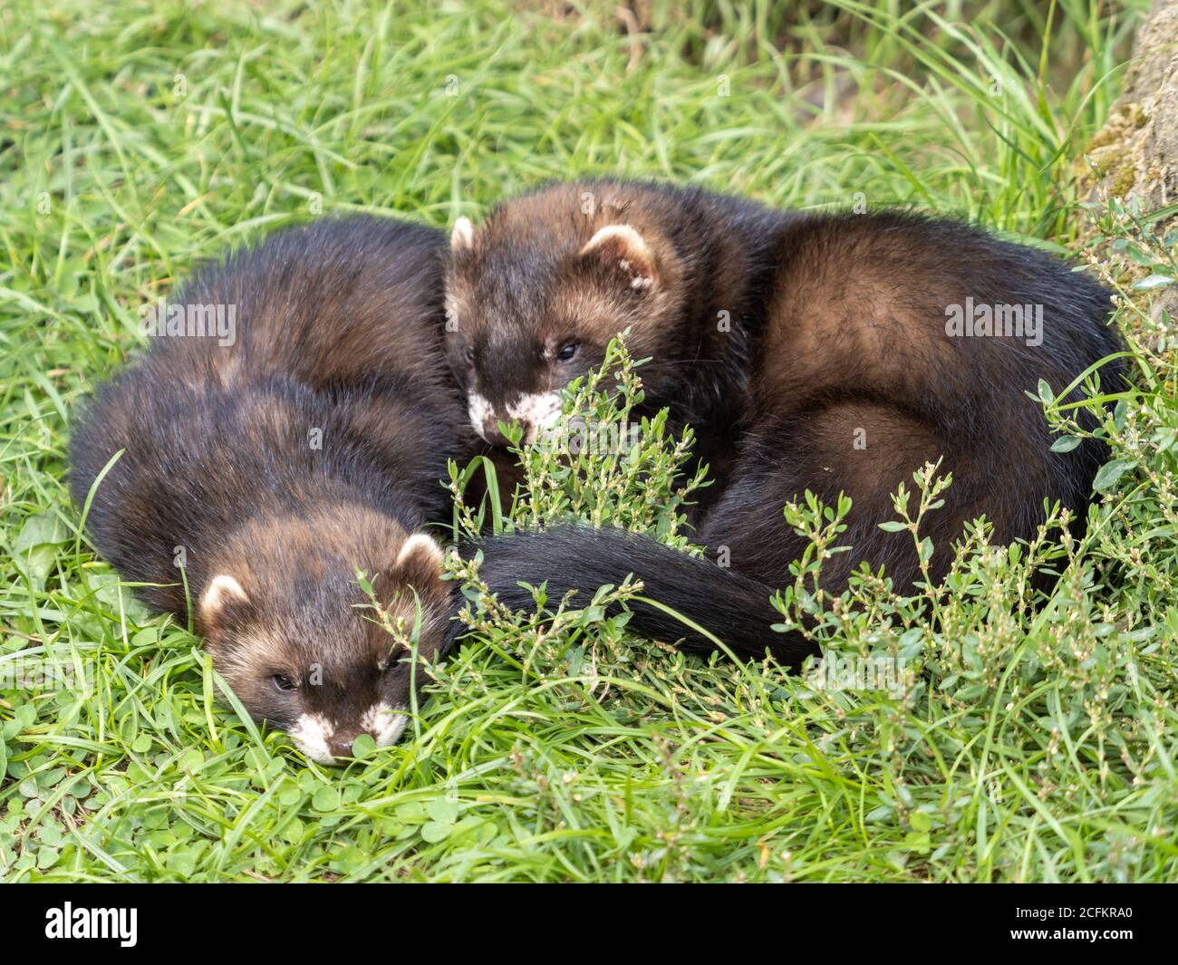 Striped polecats hi-res stock photography and images - Alamy