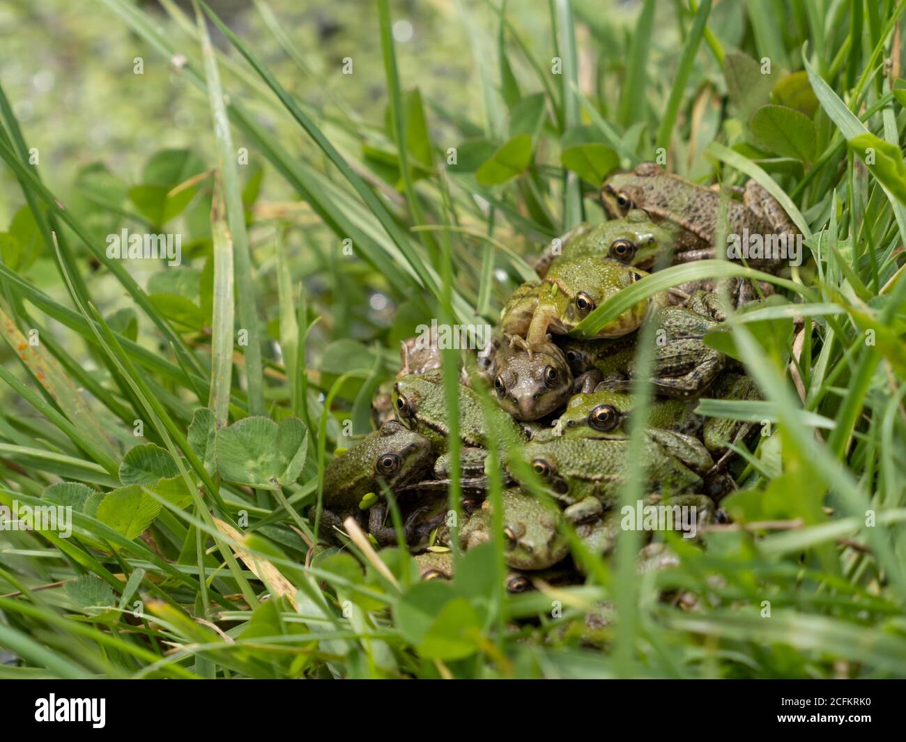 Baby marsh frog hi-res stock photography and images - Alamy