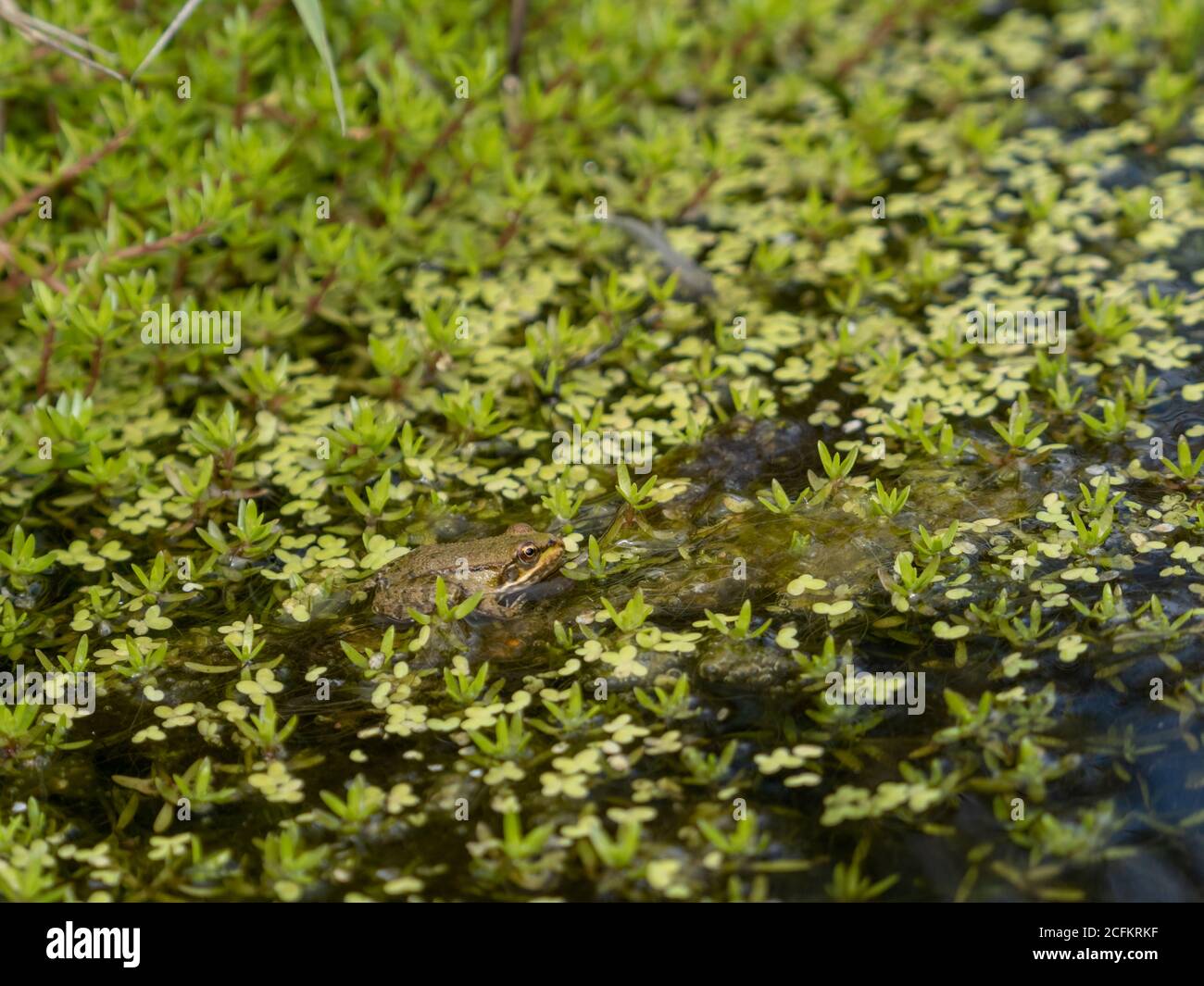 Baby Marsh Frog High Resolution Stock Photography and Images - Alamy