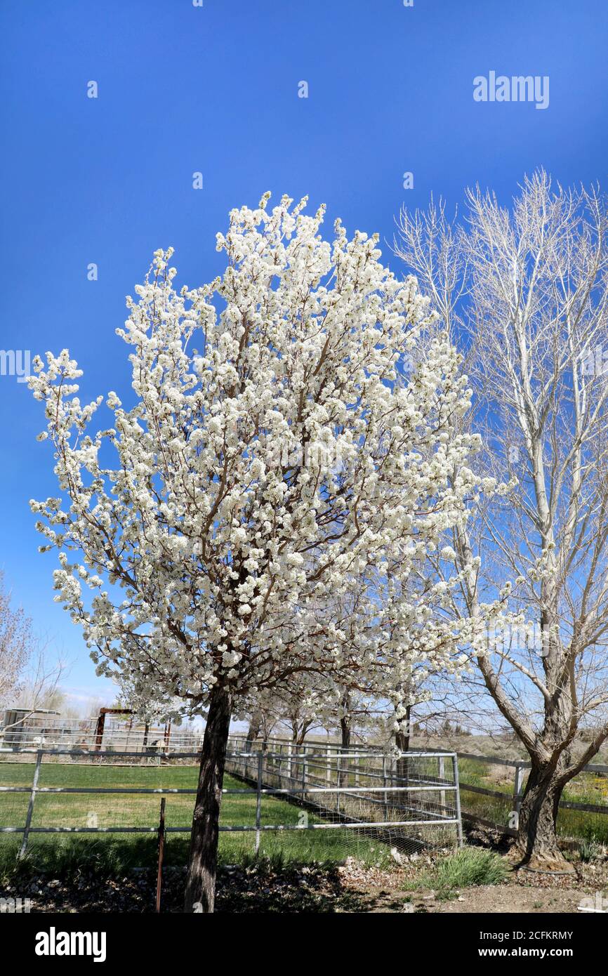 White Blooming Tree at Spring Stock Photo - Alamy