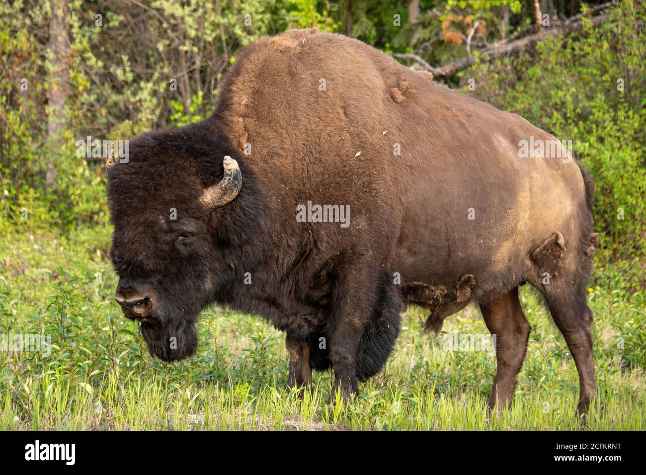 Bison in Canada seen along the Alaska Highway Stock Photo - Alamy