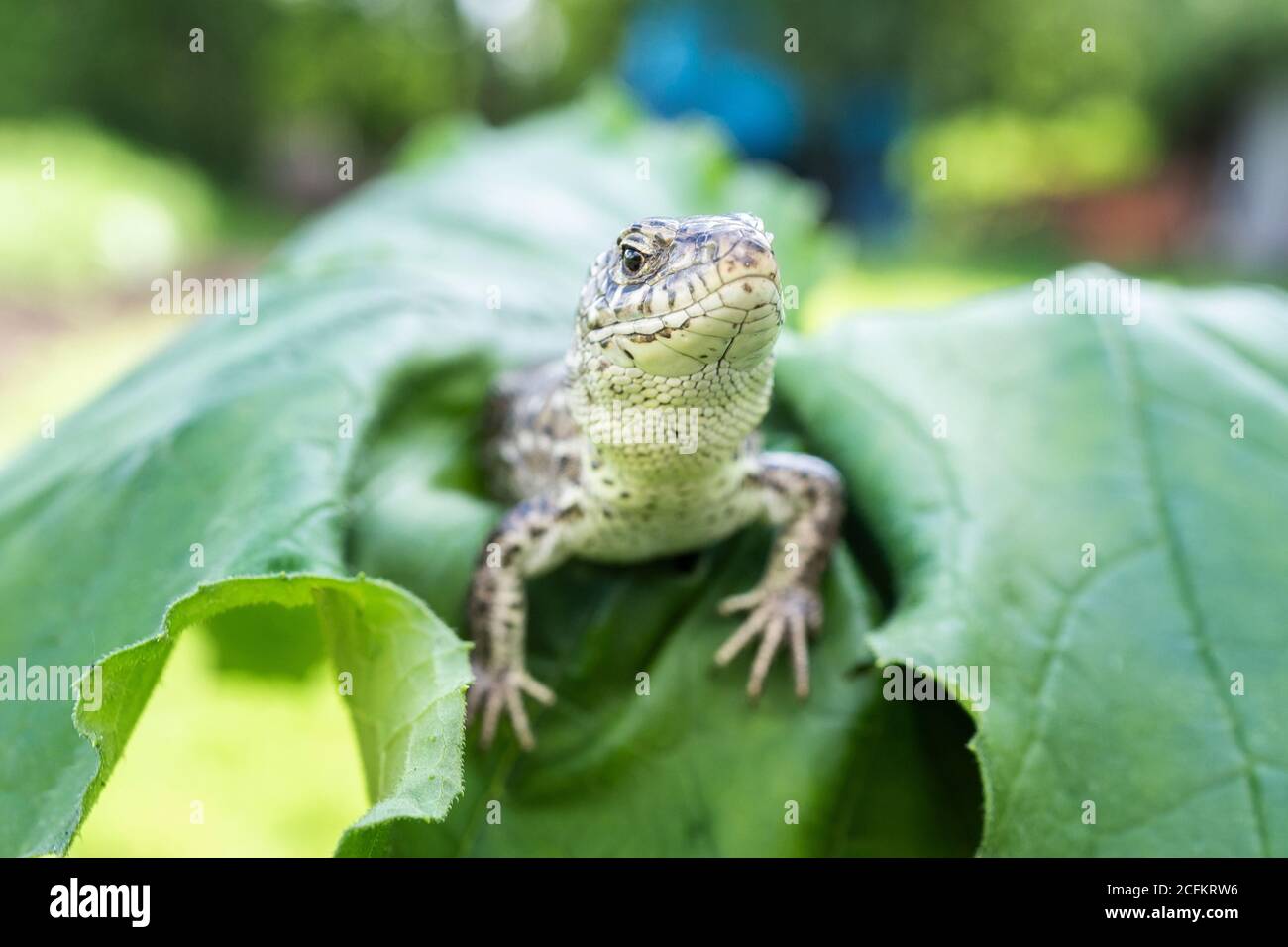 The head of a female lizard, macro photo of the head of a female lizard ...