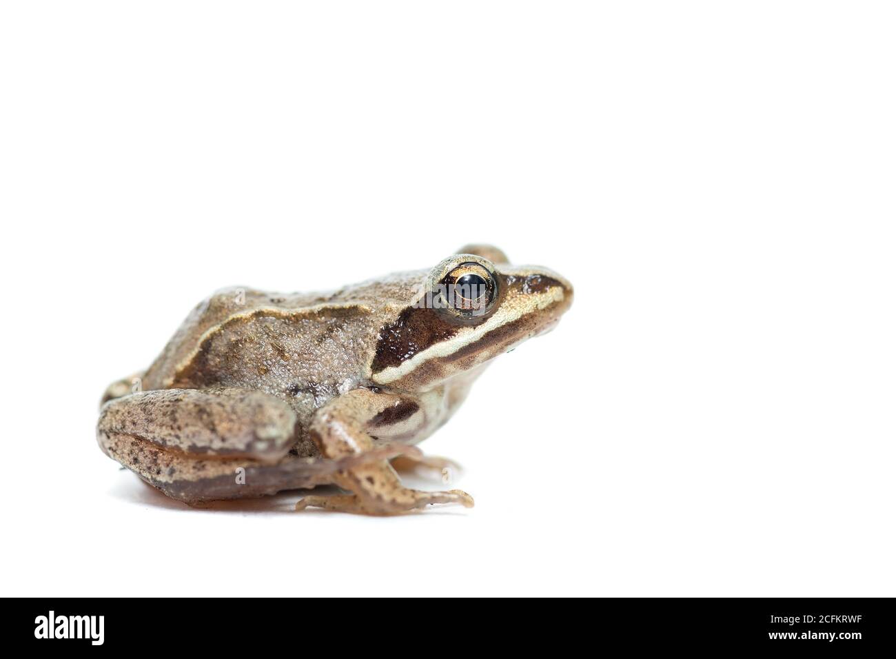 But. Common (European) toad on a white background Stock Photo - Alamy