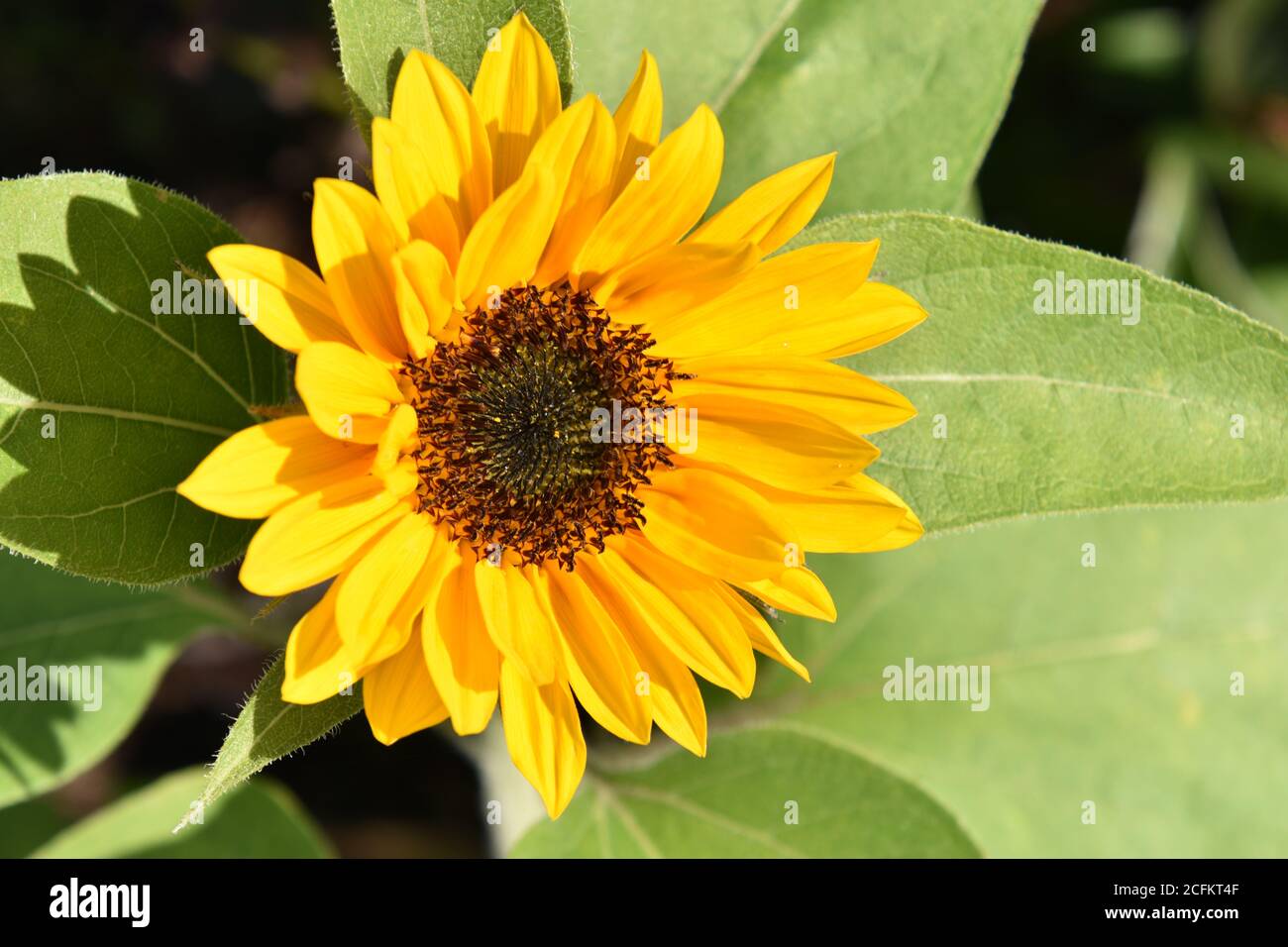 Beautiful Small Sunflower Stock Photo - Alamy