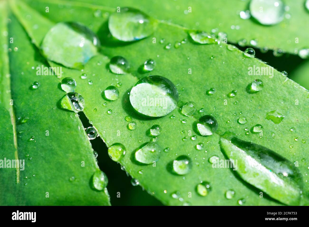 Drops on a green leaf. Reflection in a drop. Macro photo. Large drops ...