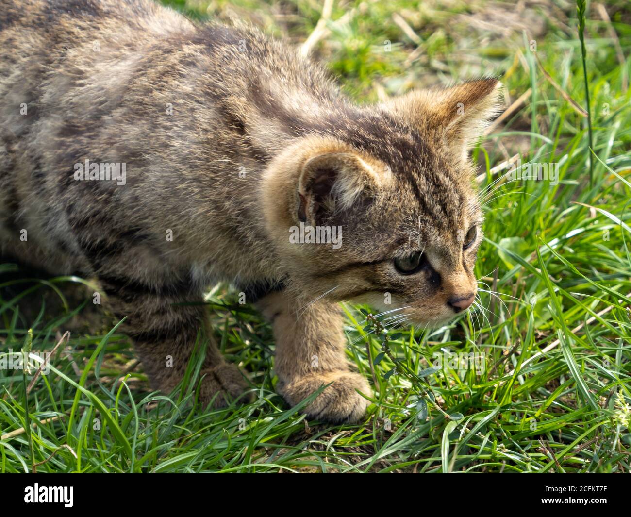 Young Scottish Wildcat Stock Photo - Alamy