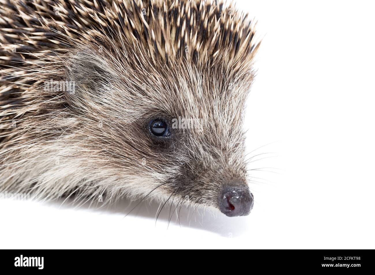 A small hedgehog isolated on a white background Stock Photo - Alamy