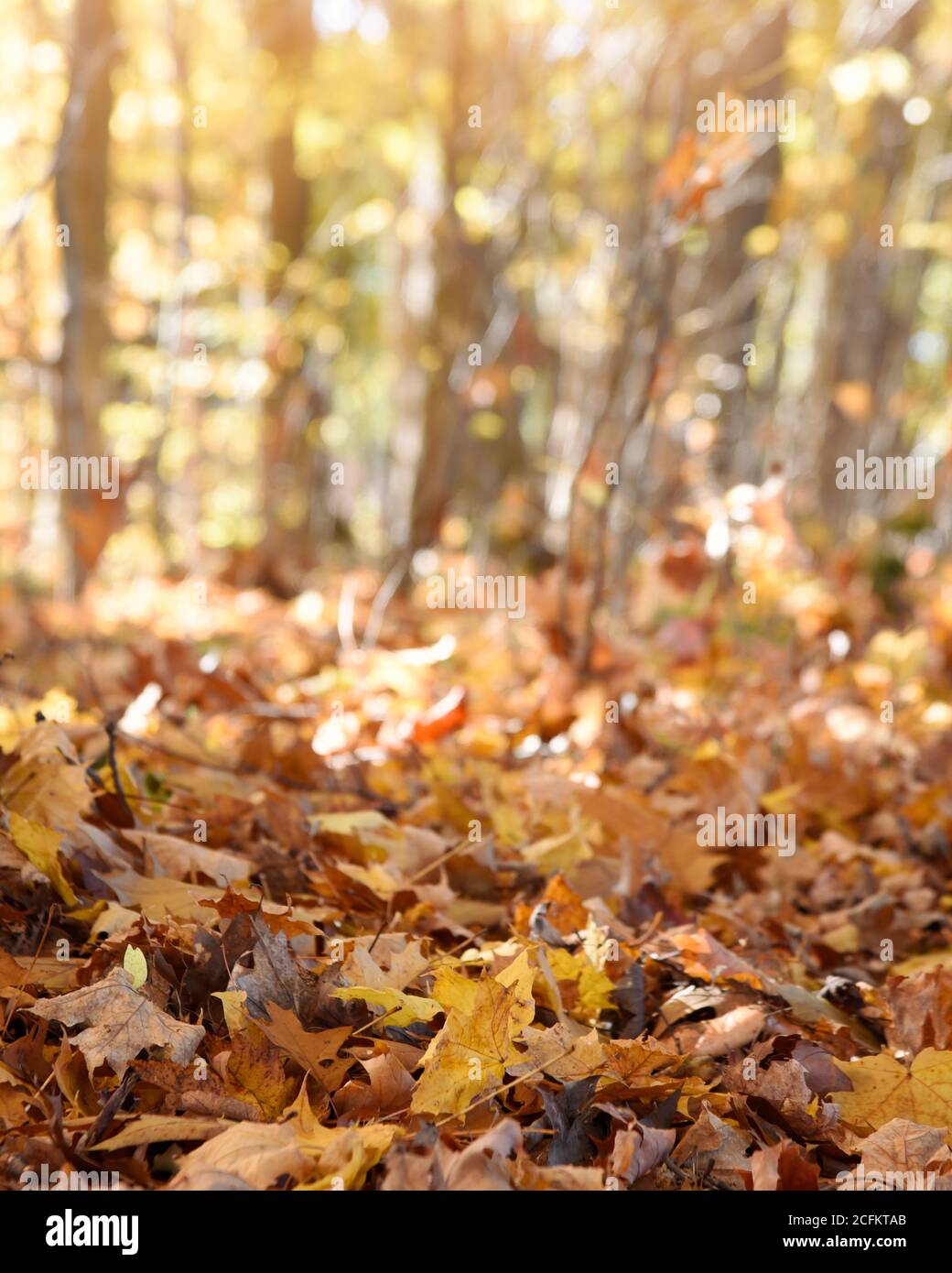 A beautiful fall foliage background with copyspace and orange leaves ...