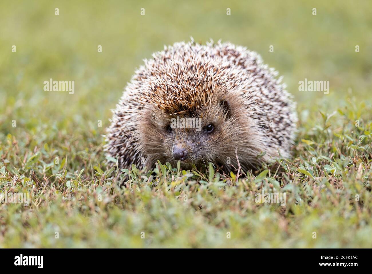 Hedgehog, (Scientific name: Erinaceus europaeus) Wild, native, European ...