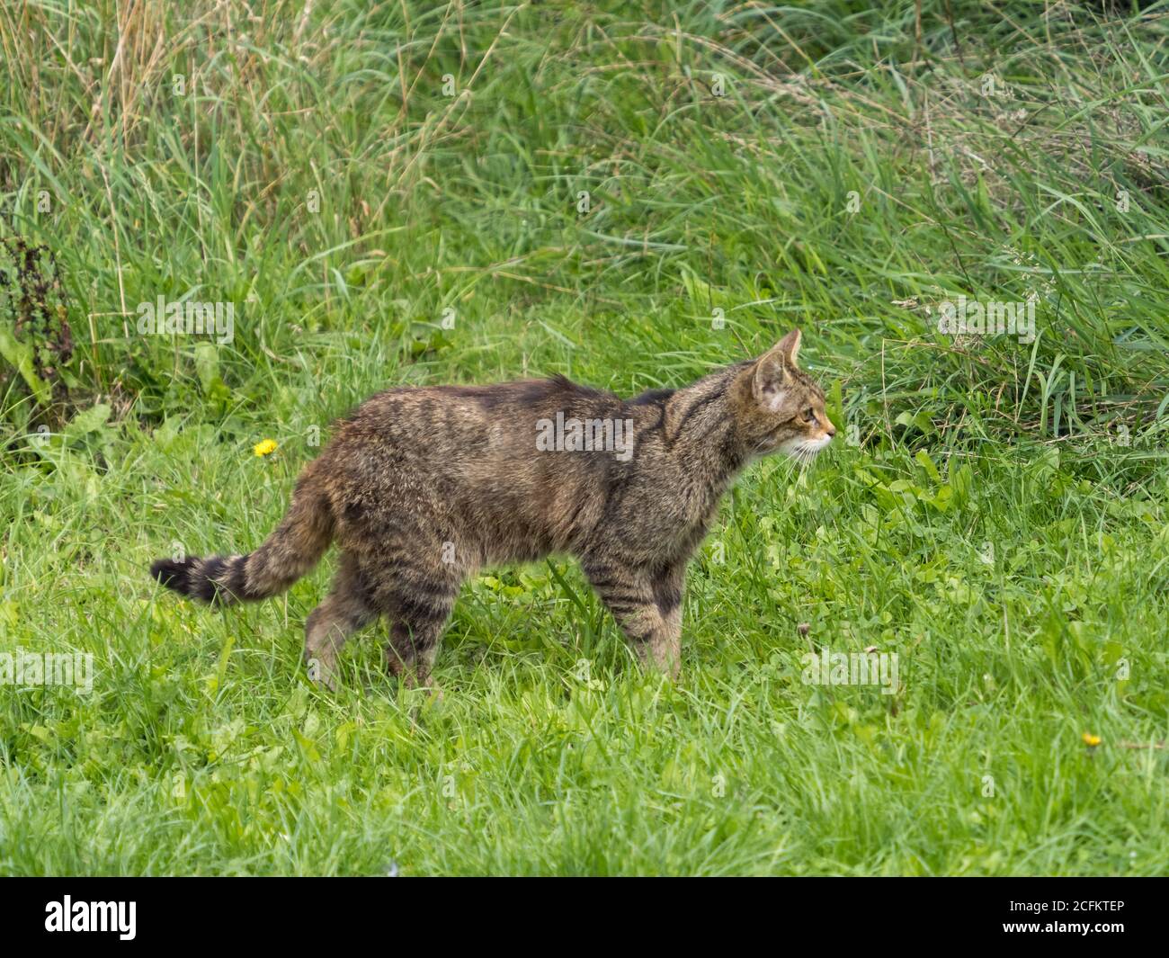 Female Scottish Wildcat Stock Photo - Alamy