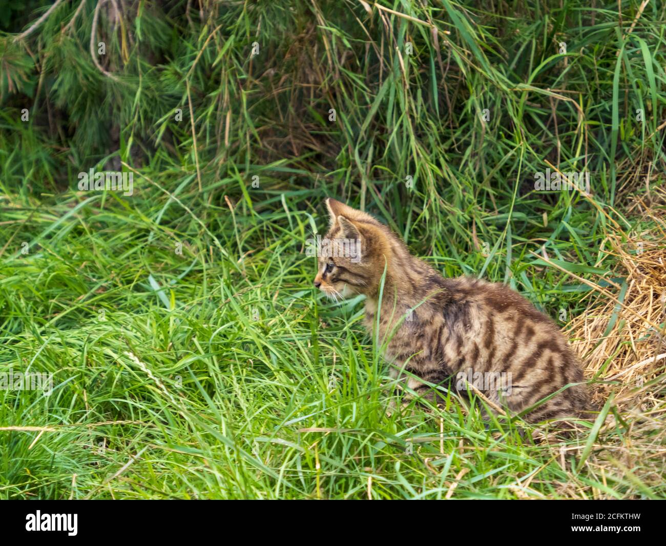 Young Scottish Wildcat Stock Photo - Alamy