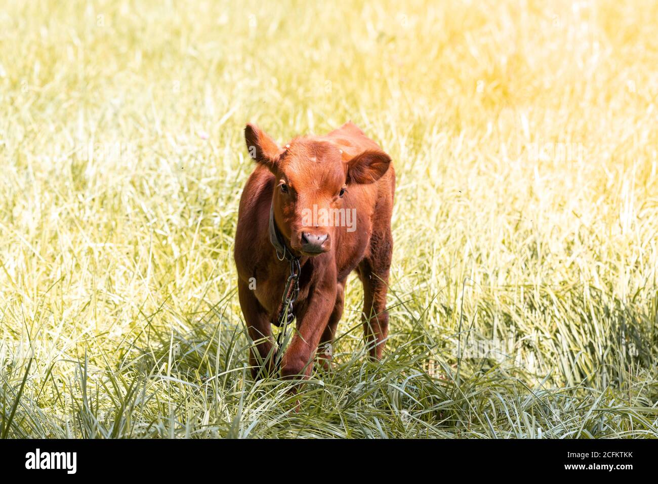 Red angus heifer portrait picture blue sky background Stock Photo - Alamy