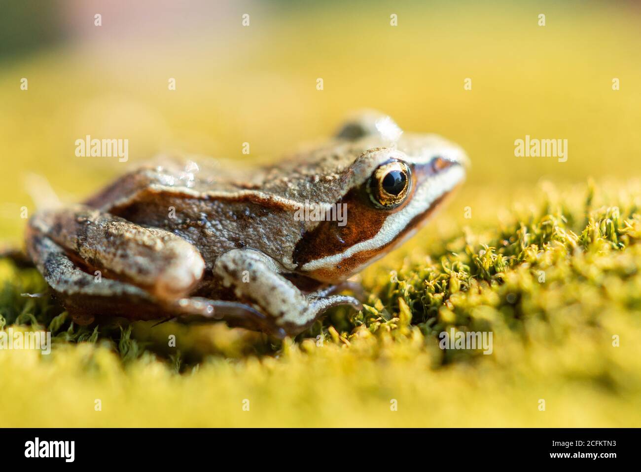 Common toad siting on the ground, European toad in the natural ...