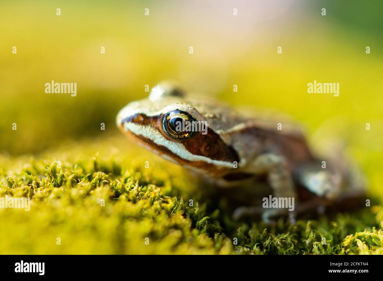 Frog Toad Green High Resolution Stock Photography and Images - Alamy
