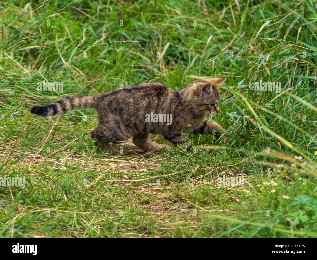 Young Scottish Wildcat Stock Photo - Alamy