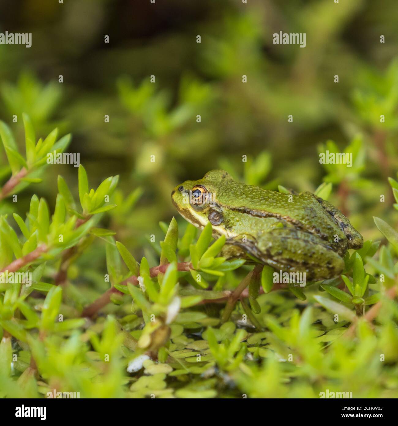 Baby Frog High Resolution Stock Photography and Images - Alamy