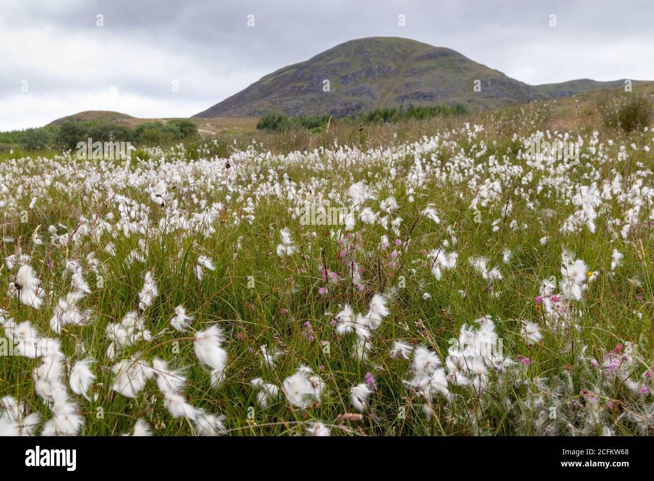 Bog cotton scotland hi-res stock photography and images - Alamy
