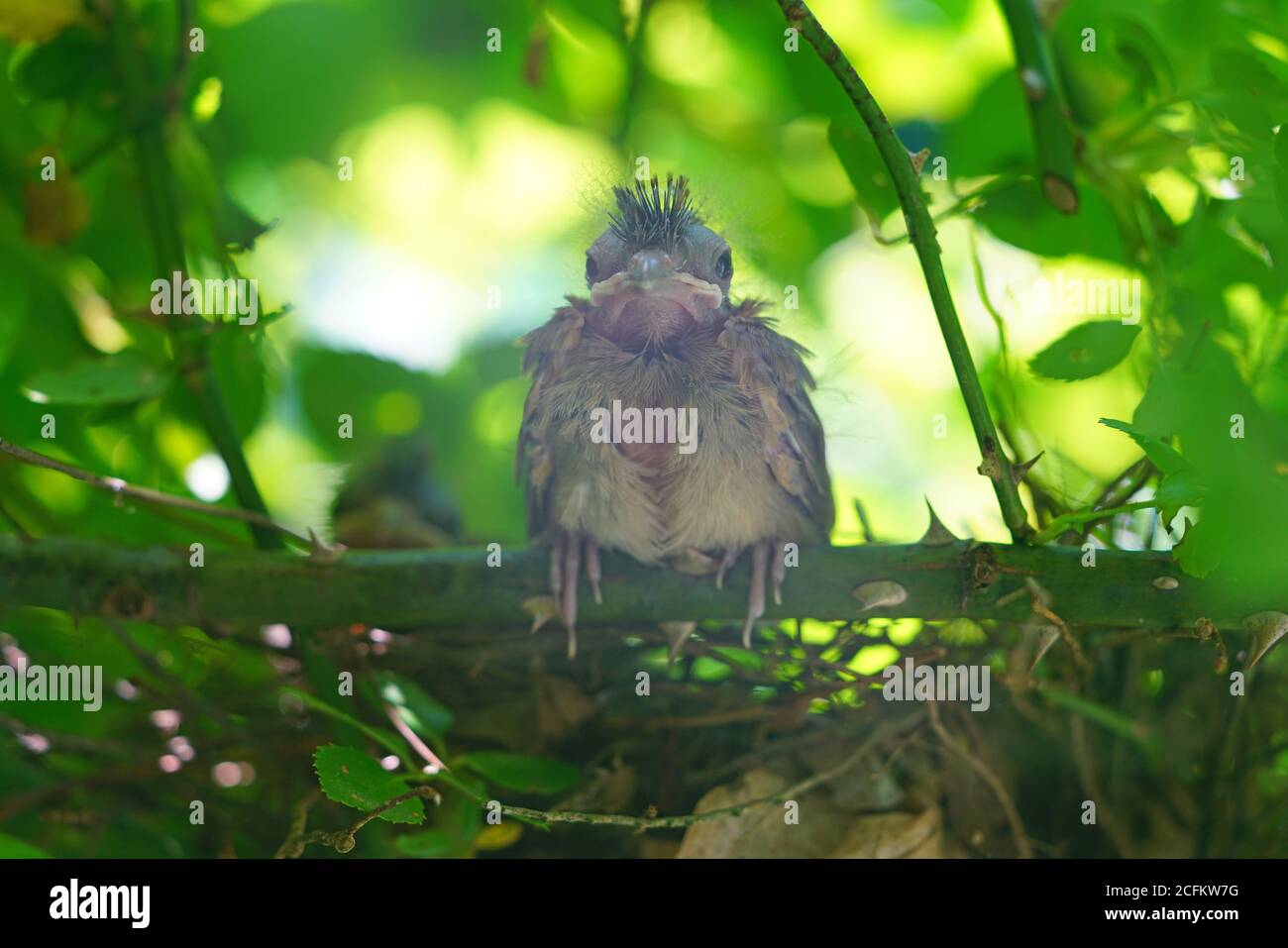 A fledgling Northern Cardinal chick bird standing by the nest Stock ...