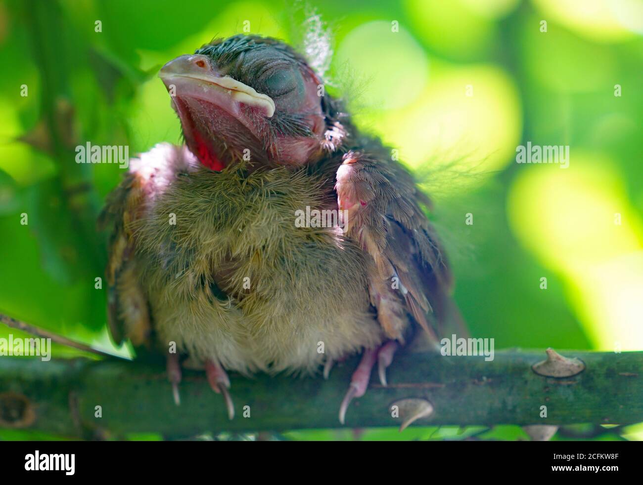 Bird cardinal fledgling hi-res stock photography and images - Alamy