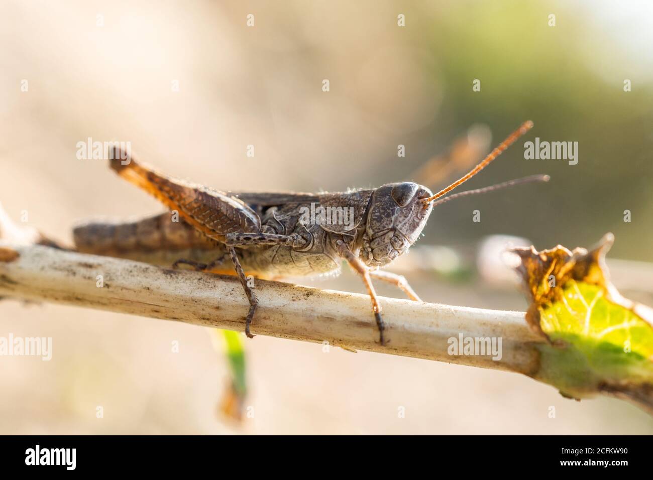 Beautiful grasshopper on the grass on a blurred background. Grasshopper ...
