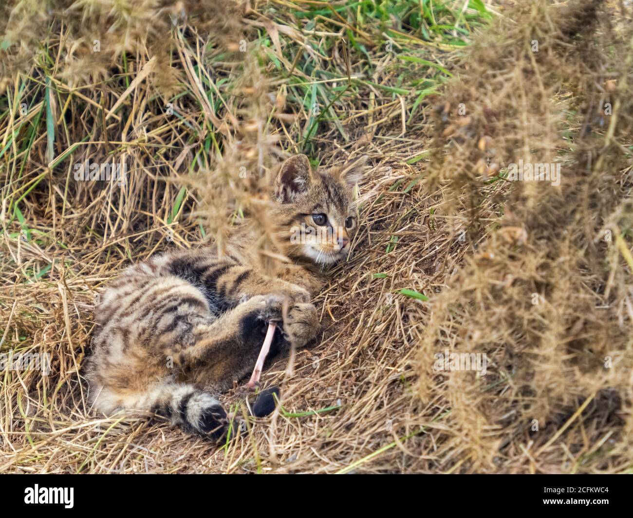 Young Scottish Wildcat Stock Photo - Alamy