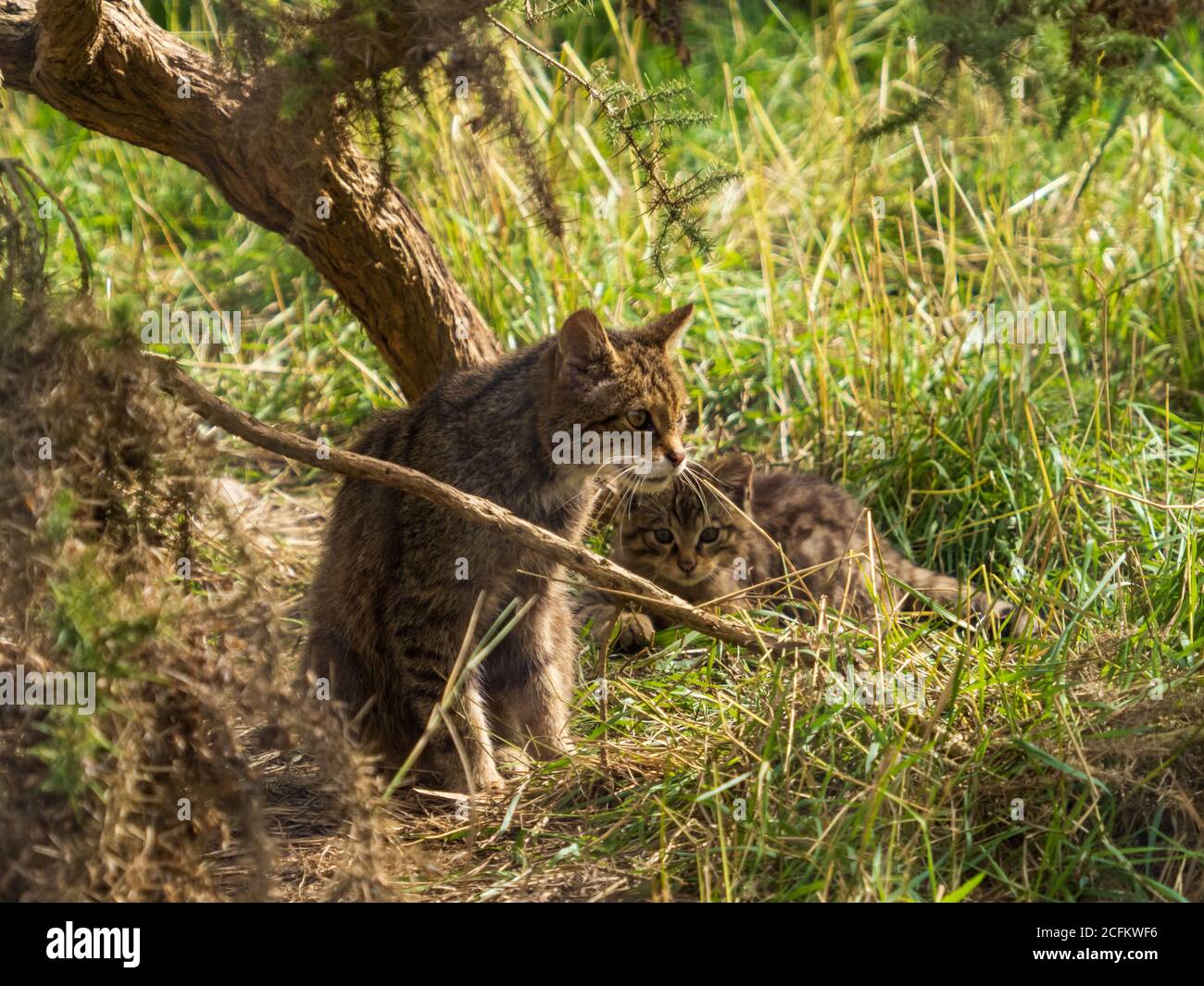 Wildcat Mother and Young Stock Photo - Alamy