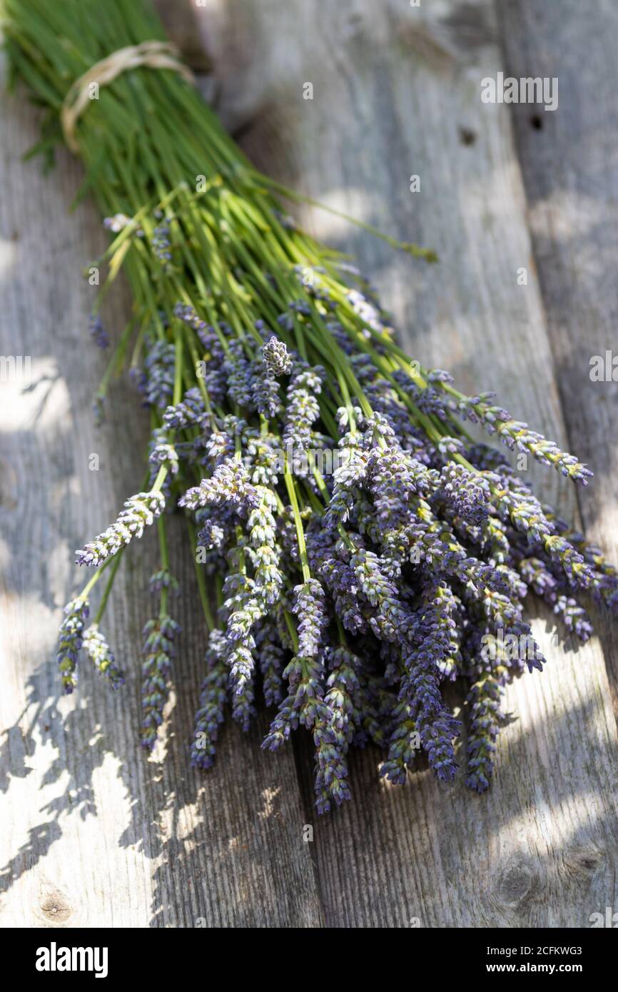 Drying lavender hi-res stock photography and images - Alamy