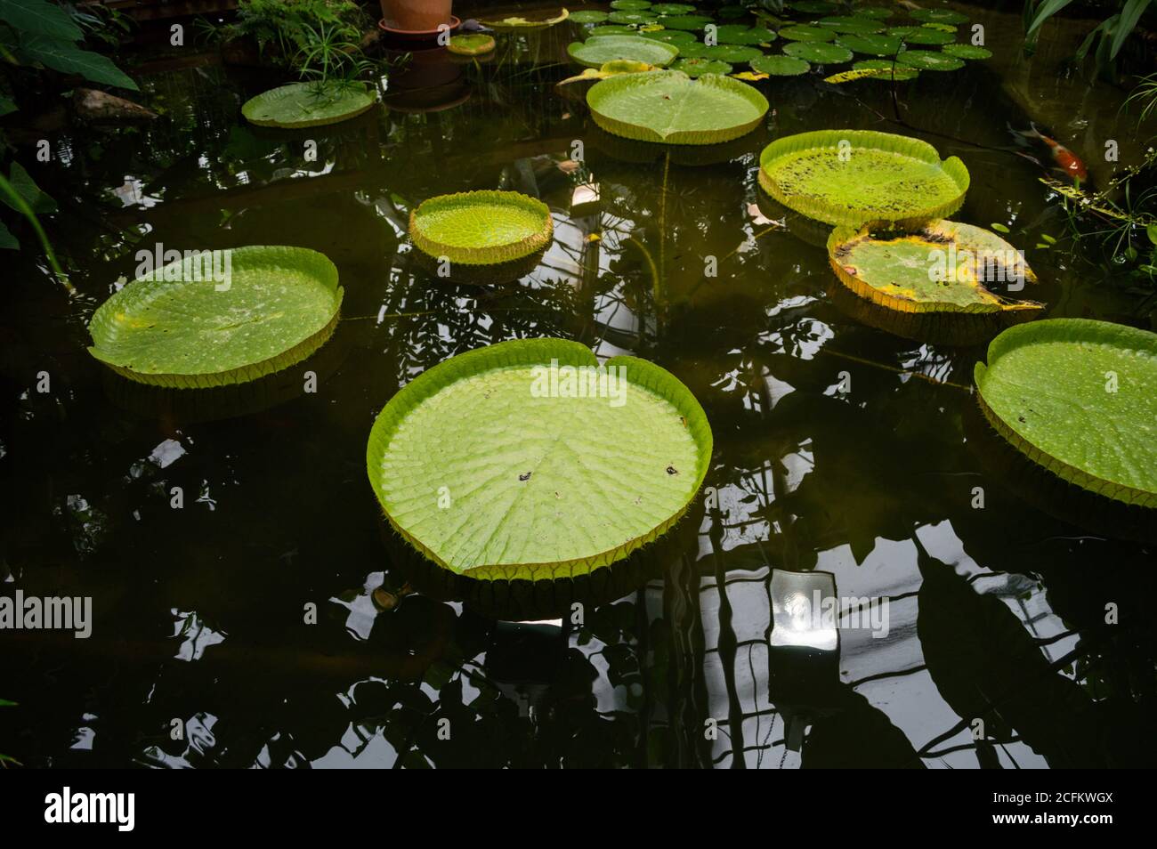 Lily munster hi-res stock photography and images - Alamy