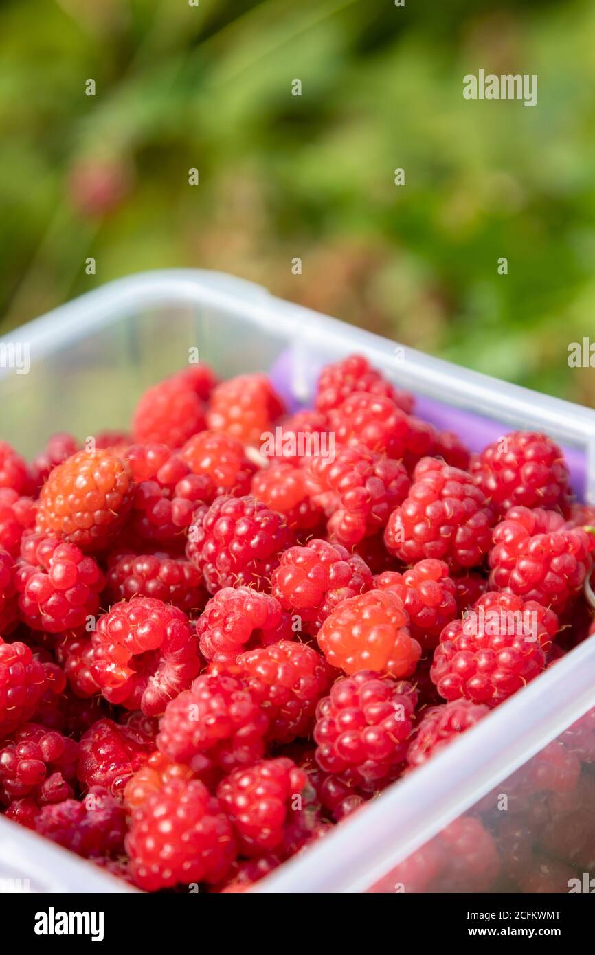 Collecting wild raspberries during summer in Scotland Stock Photo - Alamy