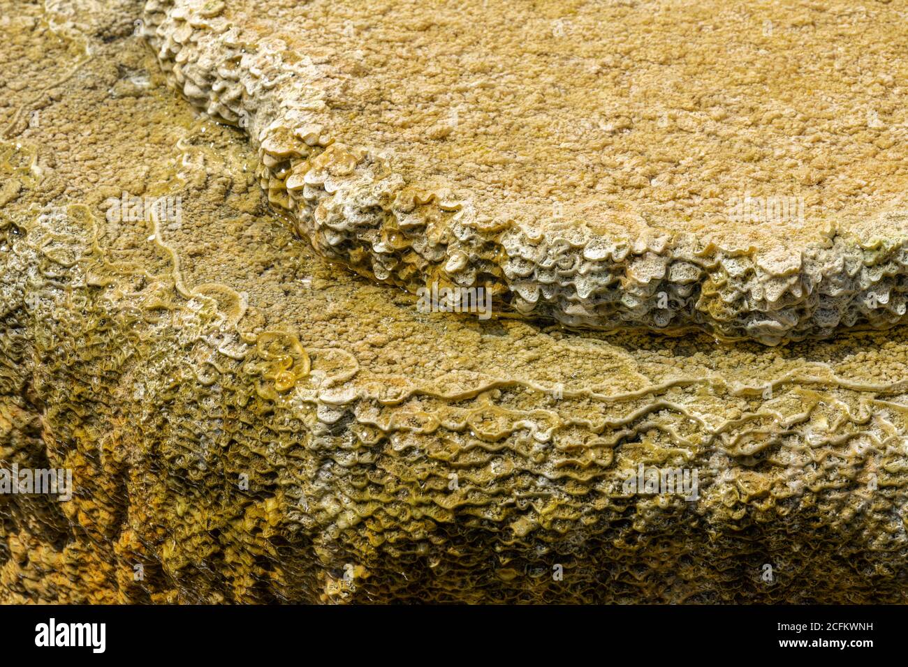 Mound Spring in the Mammoth Hot Springs Area, Yellowstone National Park ...