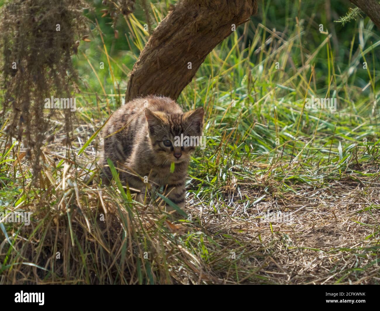 Young Scottish Wildcat Stock Photo - Alamy